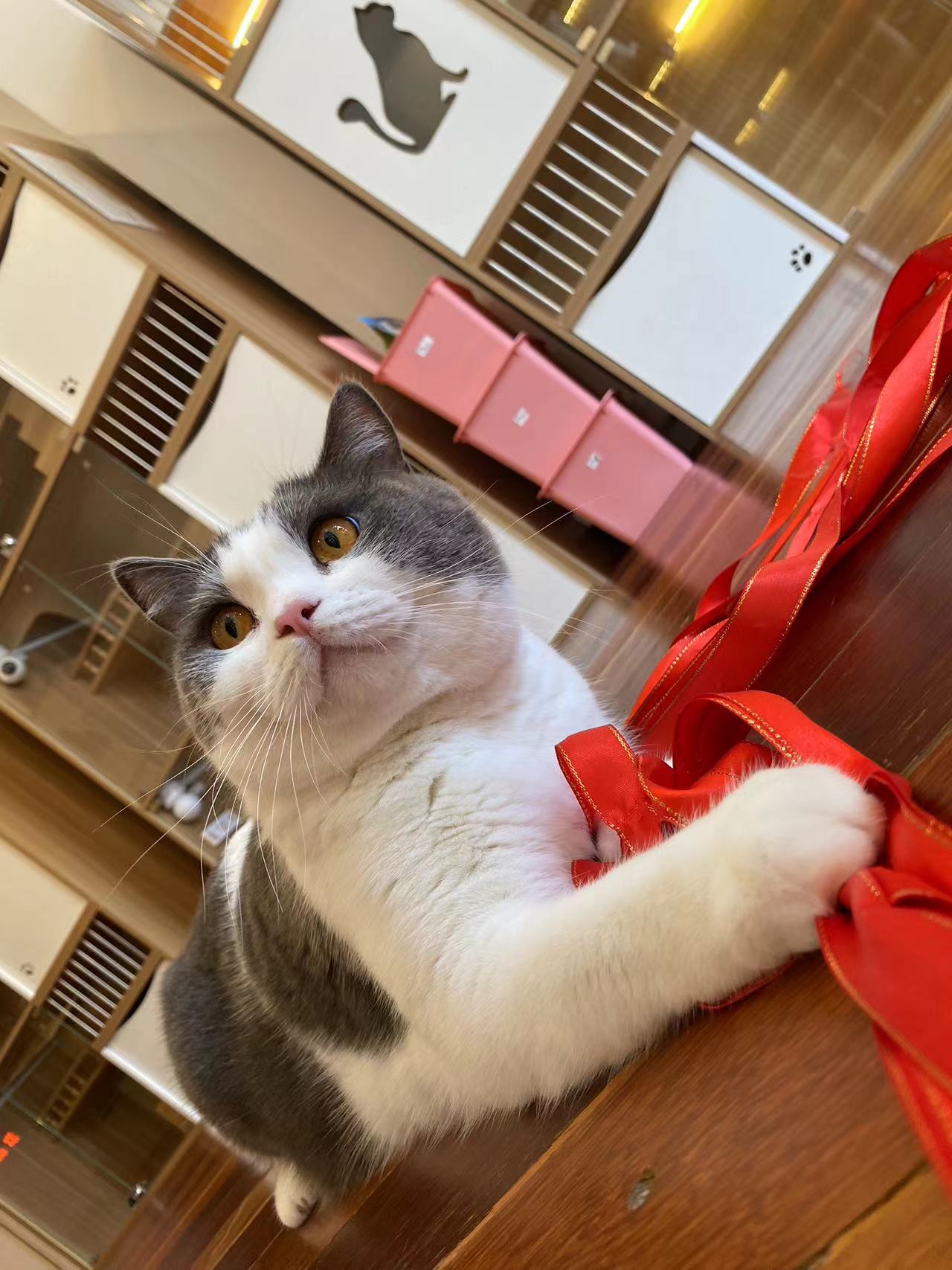 Cat Boarding Singapore | AVS Licensed Cat Boarding